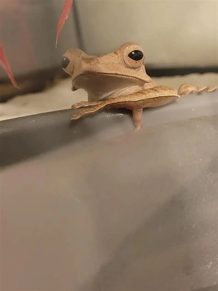 Daily Frog And Chat #180 | Fandom