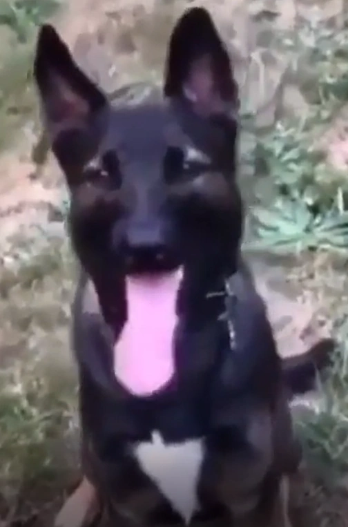 Hello everyone, meet Gus. | Fandom