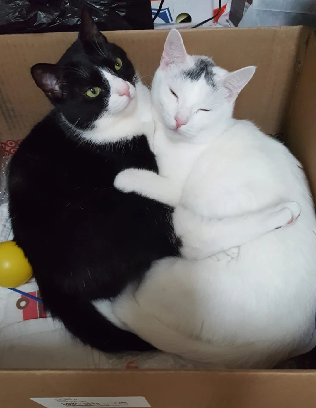 Reminder to stop bullying my cats | Fandom