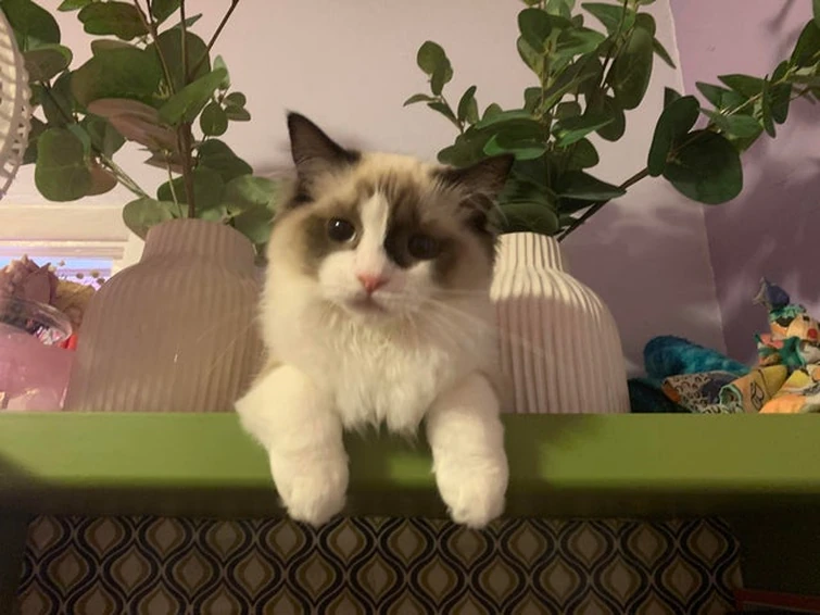 Daily dose of Eyebleach | Fandom