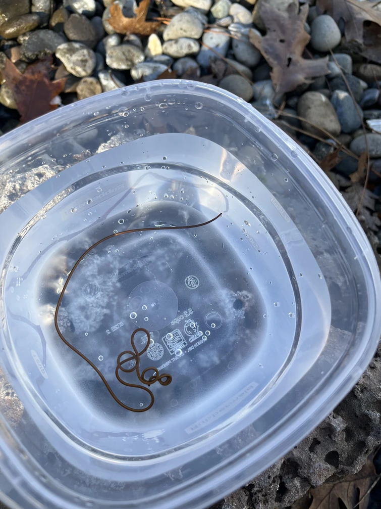 Official Chaos Thread | 2 | | Fandom