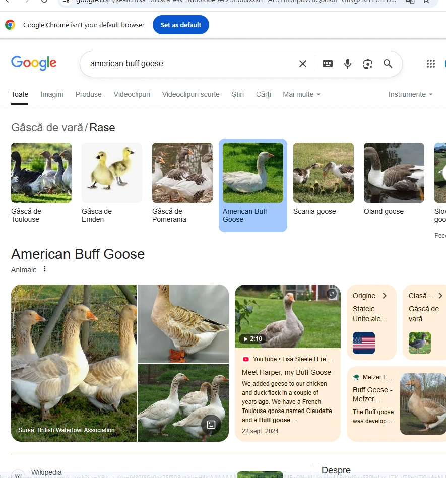 geese are cool | Fandom