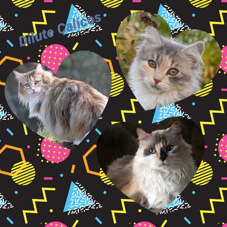 Screech fan art! | Fandom