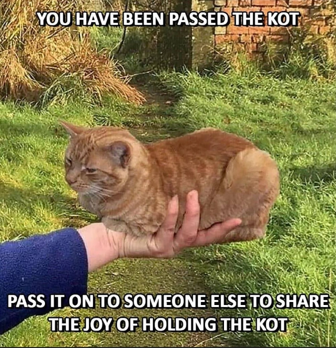 The joy of holding the kot | Fandom