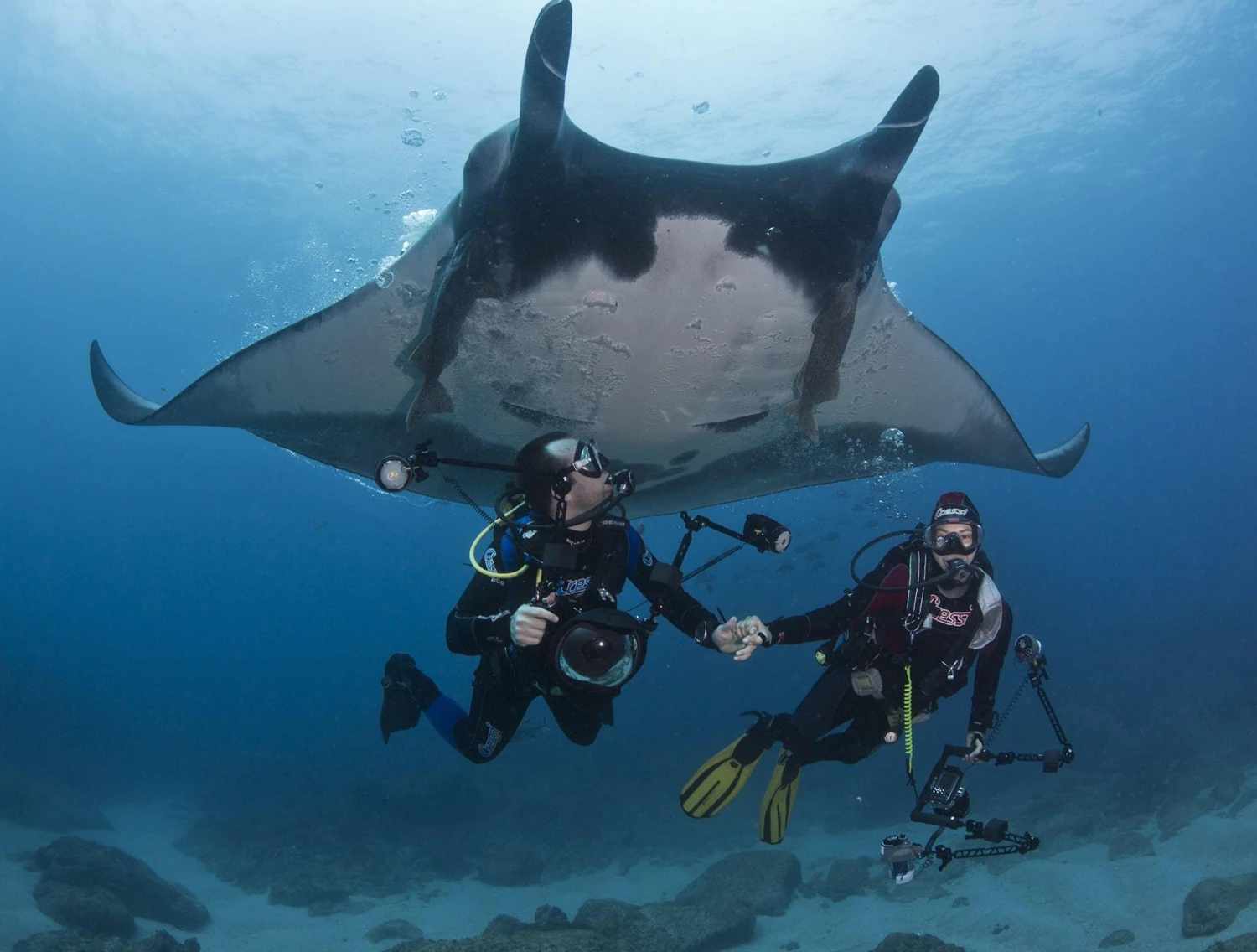 Wbwb I’m stressing on how unneededly large manta rays are | Fandom