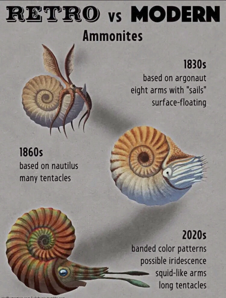 Floating Ammonite | Fandom