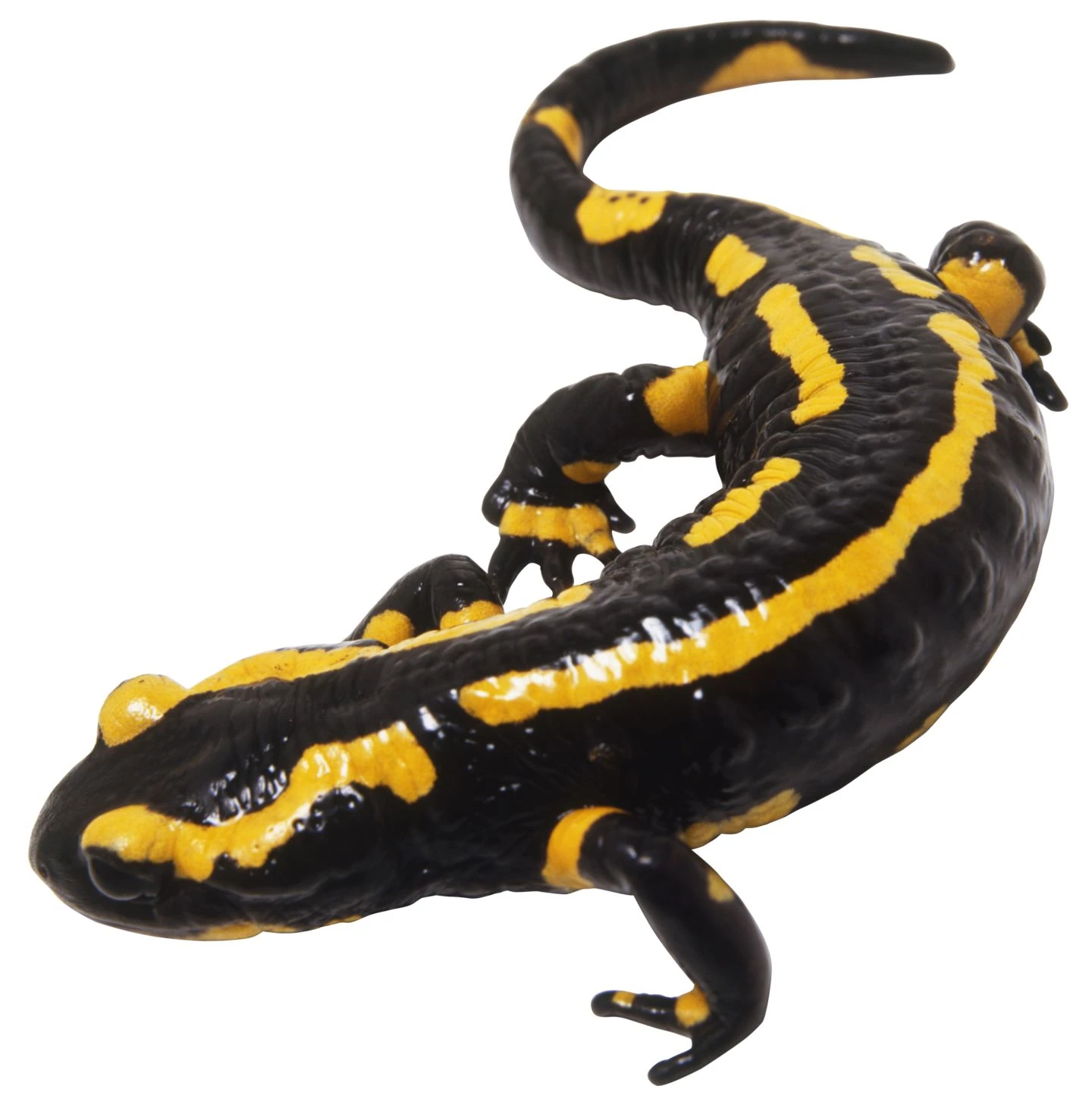 What if there was a Pokémon based on a Fire Salamander? | Fandom