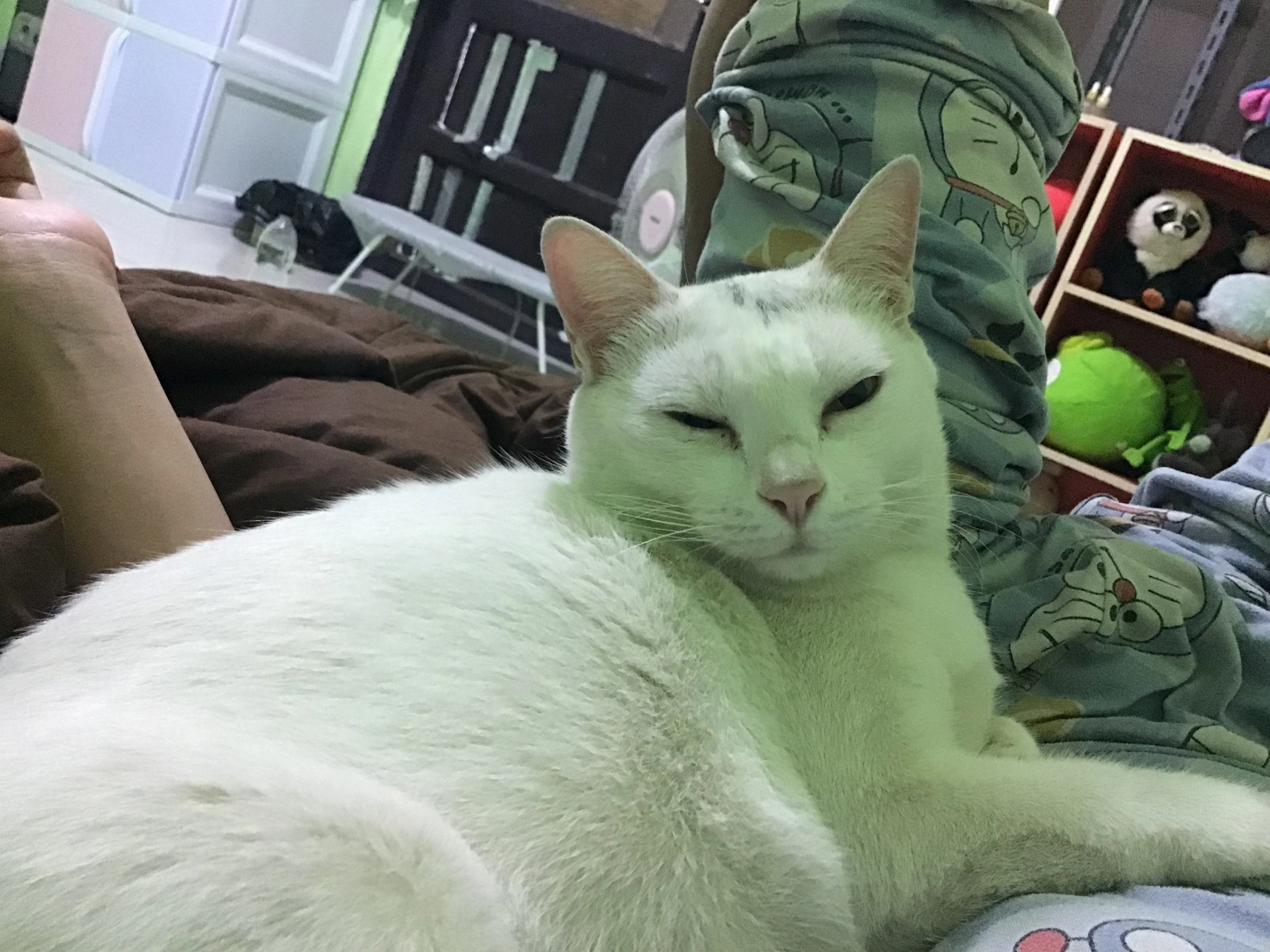 Daily Cat Image #726 | Fandom