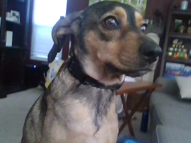 My 2nd Dog, Jax | Fandom