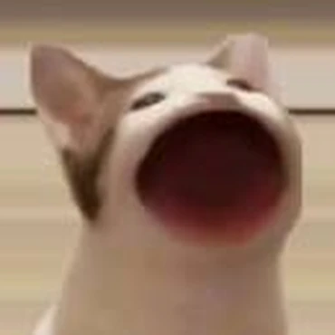 Best Meme Cat? | Fandom