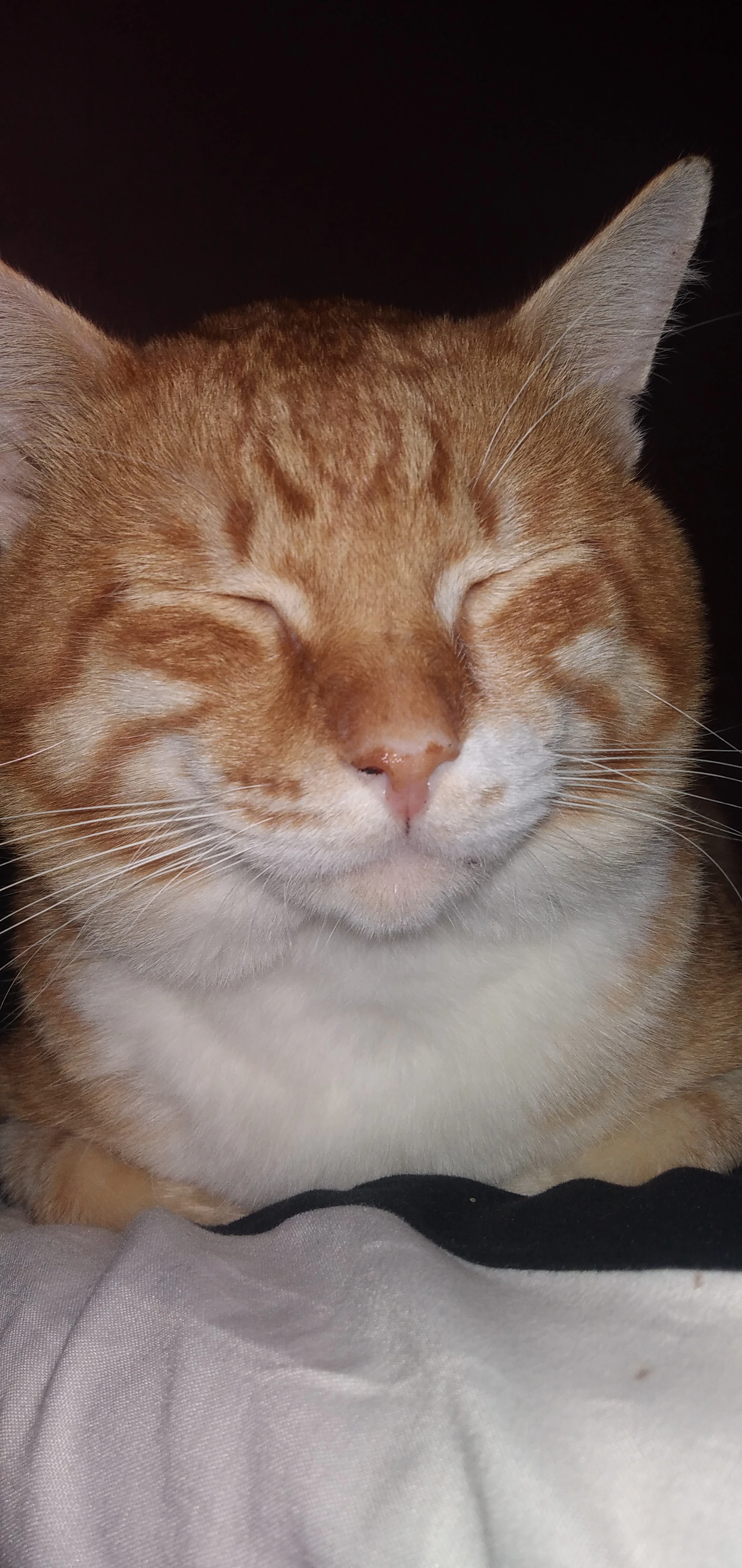 Eid Mubarak to all my fellow muslims | Fandom