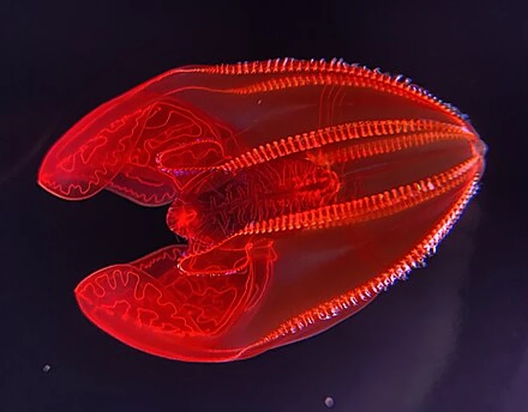 Creature Feature: Bloodbelly Comb Jelly | Fandom