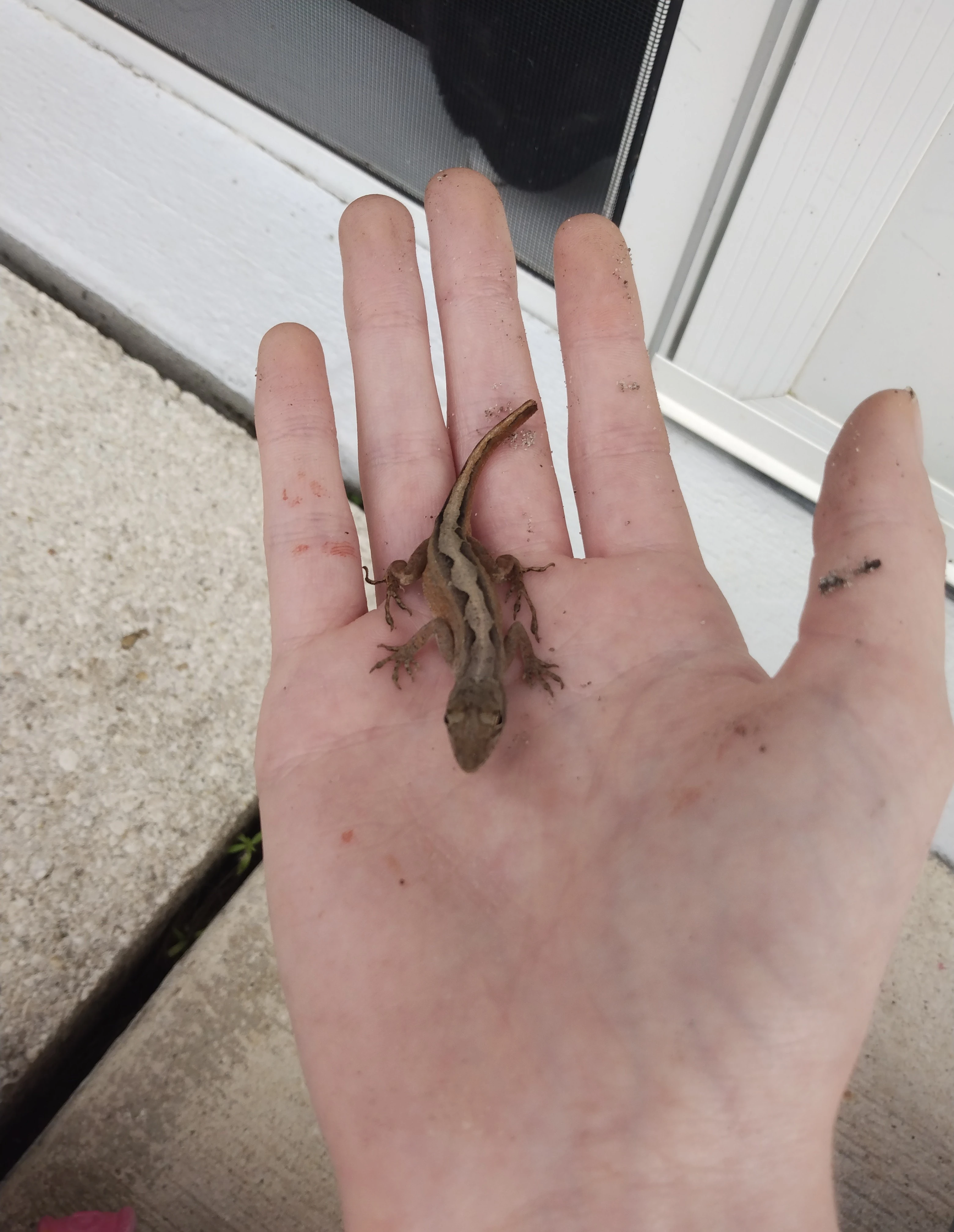 s'more anole photography | Fandom