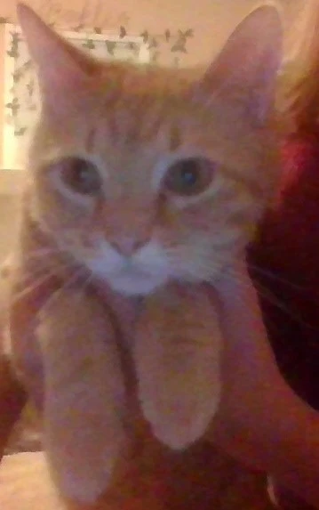 HI!!! CAT!!! | Fandom