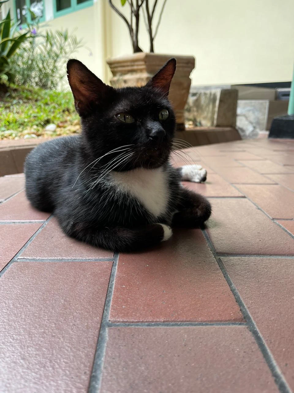 Daily cat image #909 | Fandom