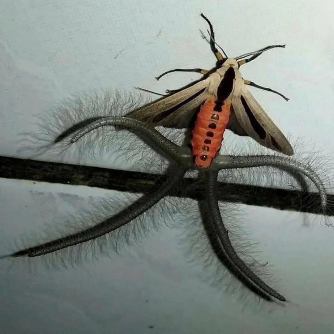 Ask questions about the dimension traveling moth (Jerald) | Fandom