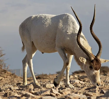 Desert Pack: What is your preferred flagship animal? | Fandom