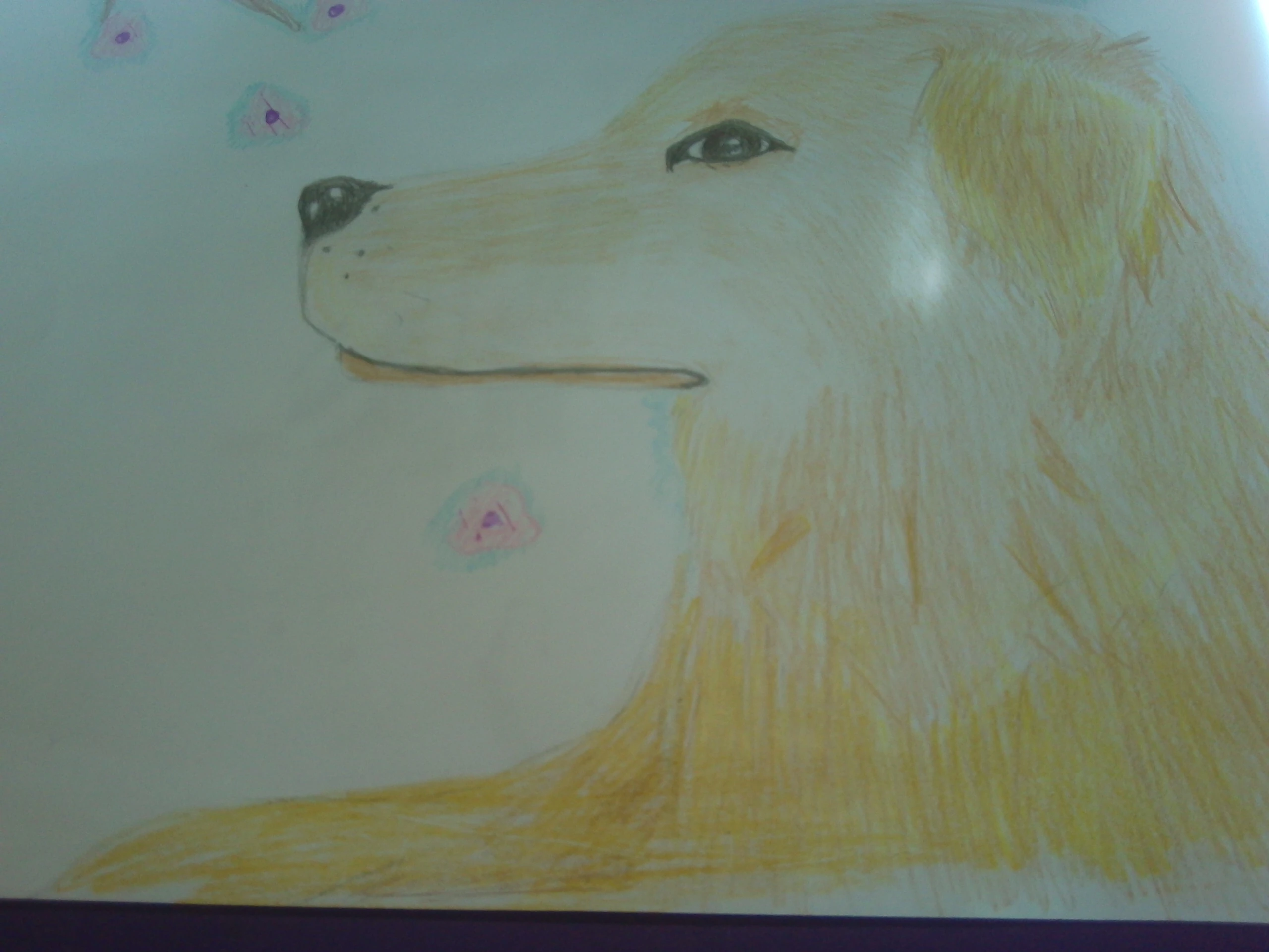 Bella Drawing | Fandom