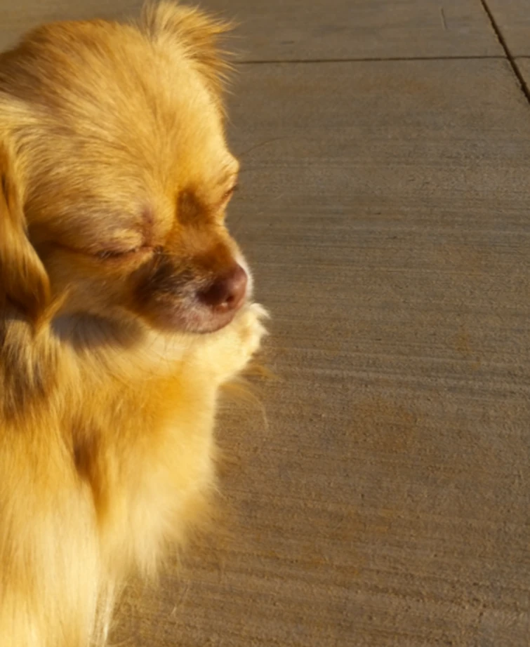 Dog | Fandom
