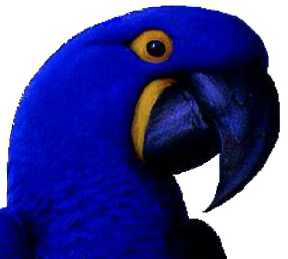 Good news about the Spix's Macaw Everyone! | Fandom
