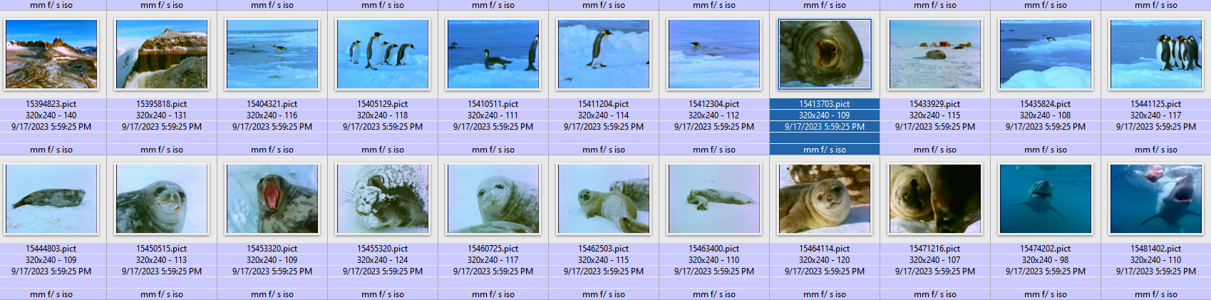 Weddell Seals Sacrifice Large Amounts Of Energy For Their Pups Earth ...