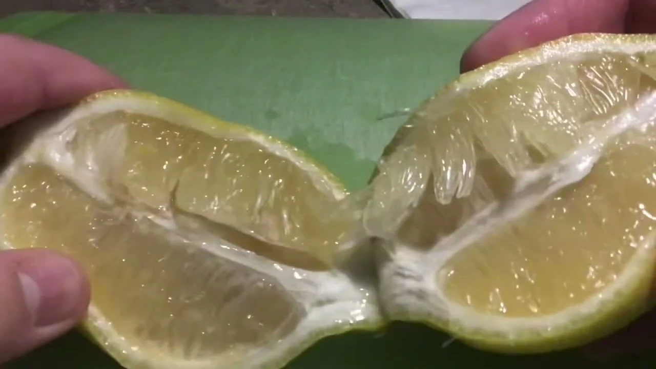 I gave a lemon glaggle death surgery. | Fandom
