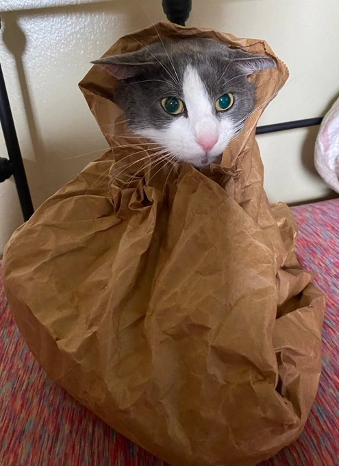 some mf on steam added me and told me they were in 5th grade | Fandom