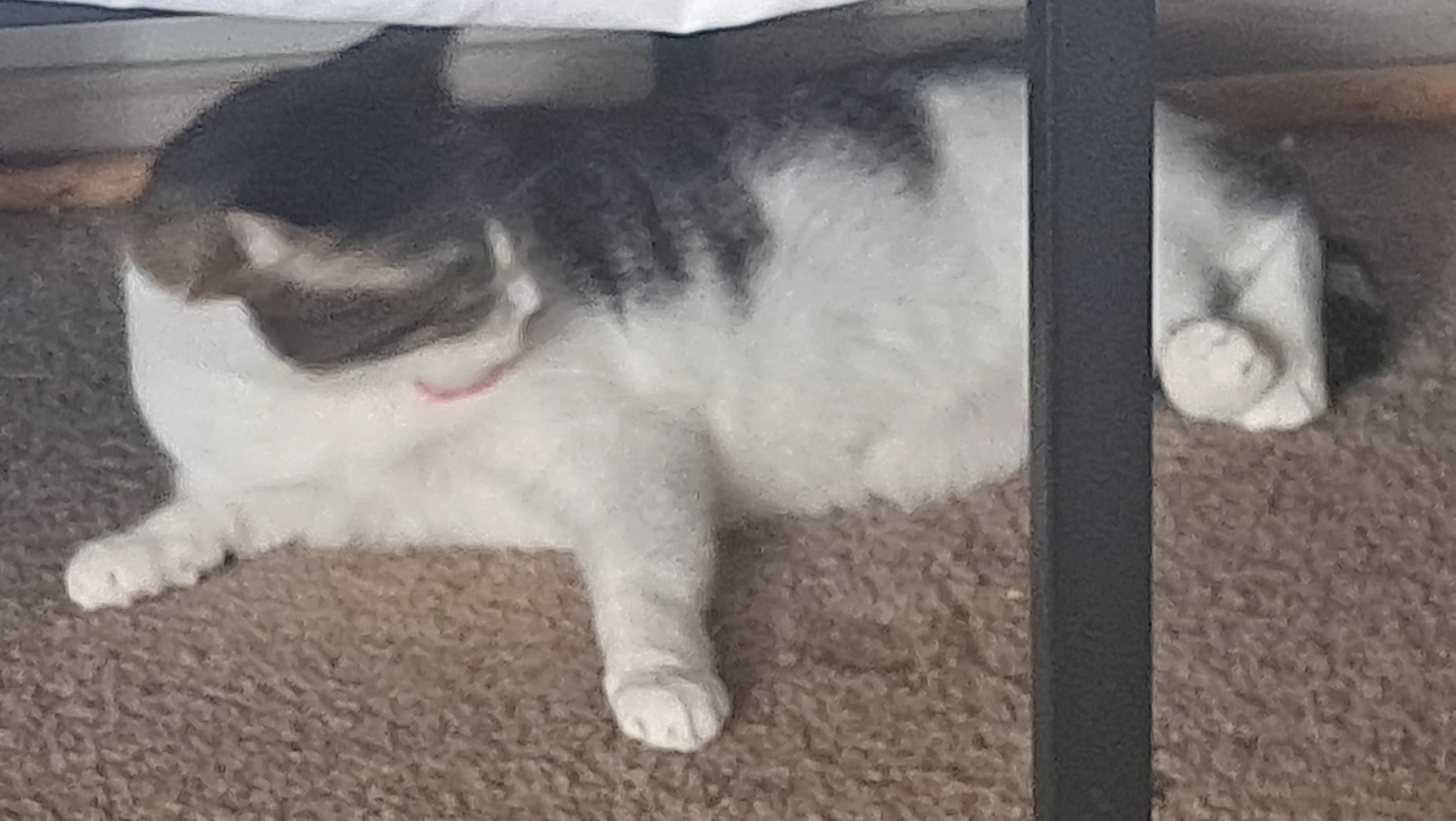 chubby creature.... | Fandom