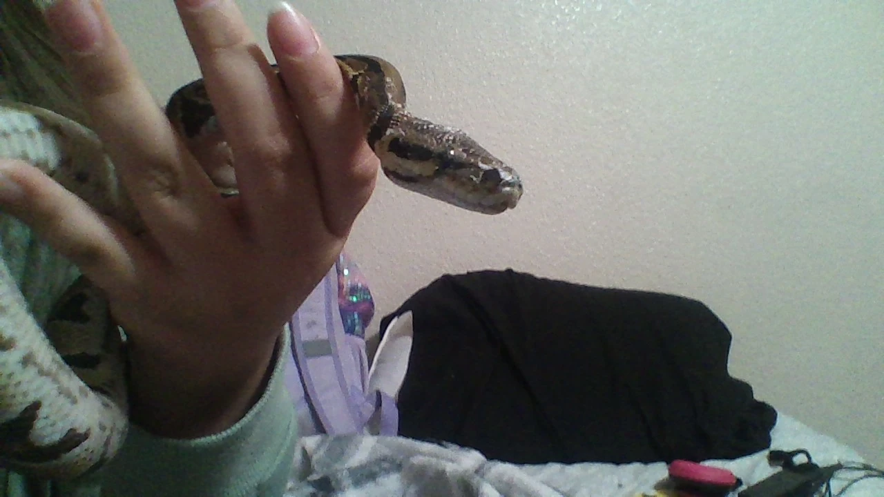 SNEK IS BACK | Fandom