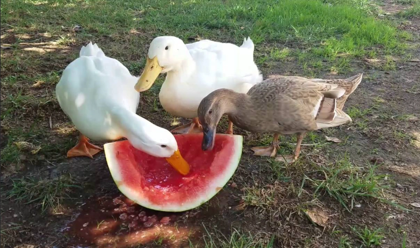 Daily dose of ducks #15 Watermelon ducks 🍉 | Fandom