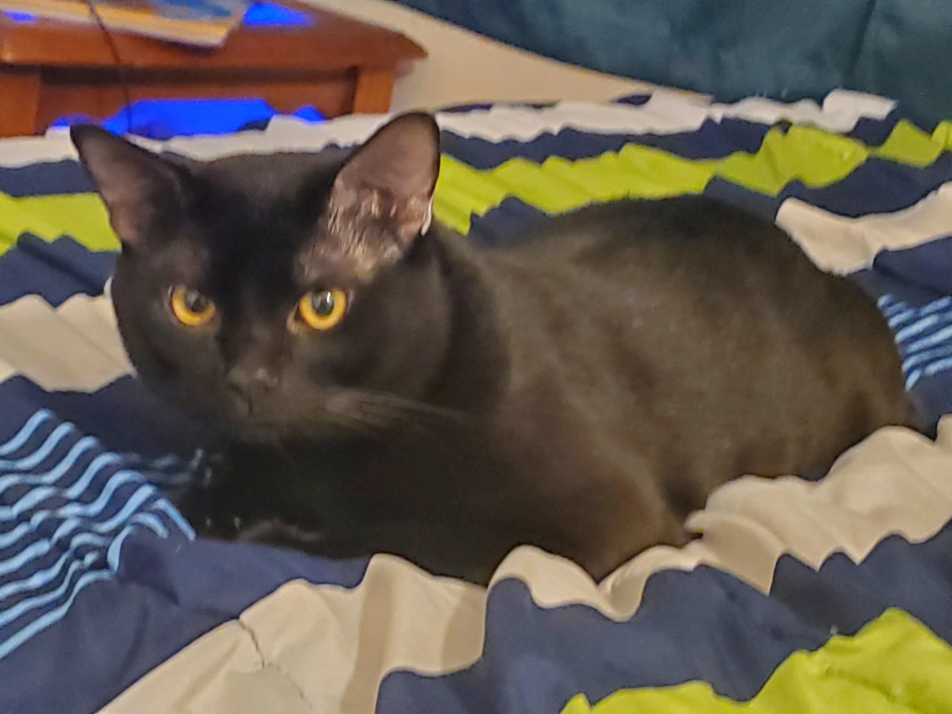 Loaf | Fandom