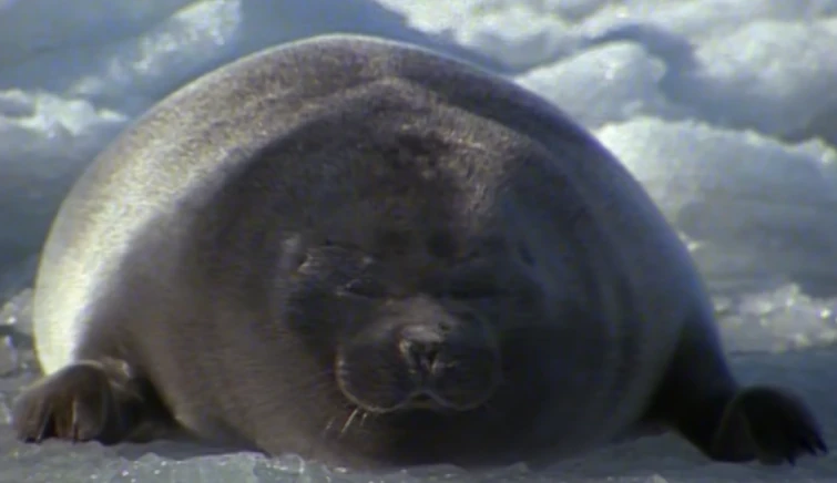 anyone got gamma fentern or gamma weaslin i can borrow | Fandom