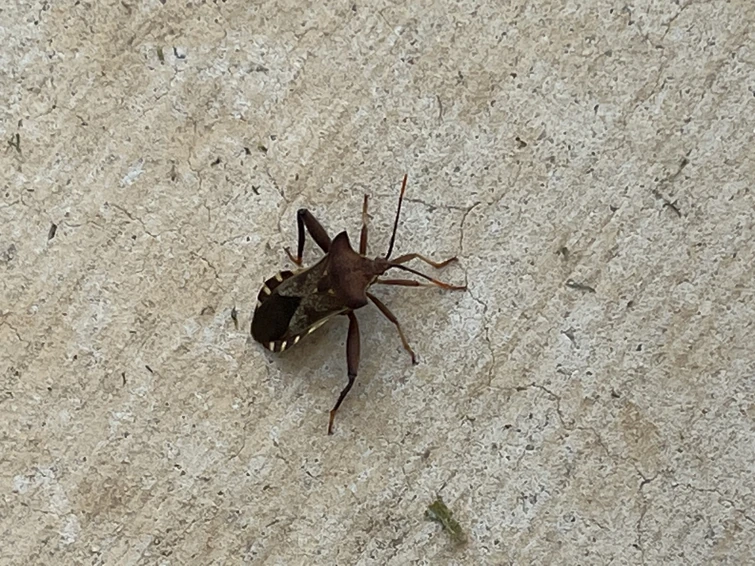 I FOUND A COOL BUG | Fandom