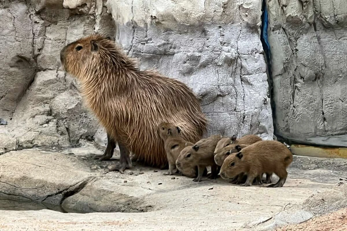 CAPYBARA WITH BABIES! | Fandom