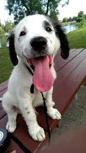 Snoopy in real life | Fandom