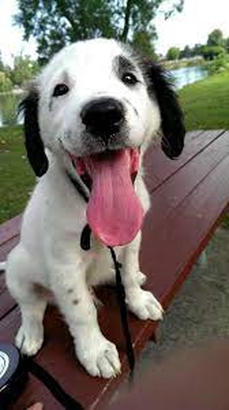 Snoopy in real life | Fandom