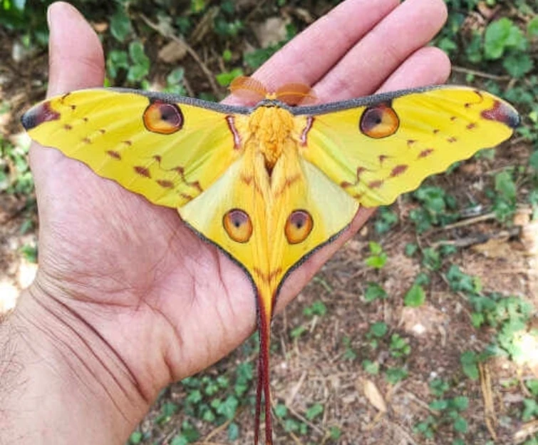 For those who are gonna make skins on the new moth creegur (flickaflie ...