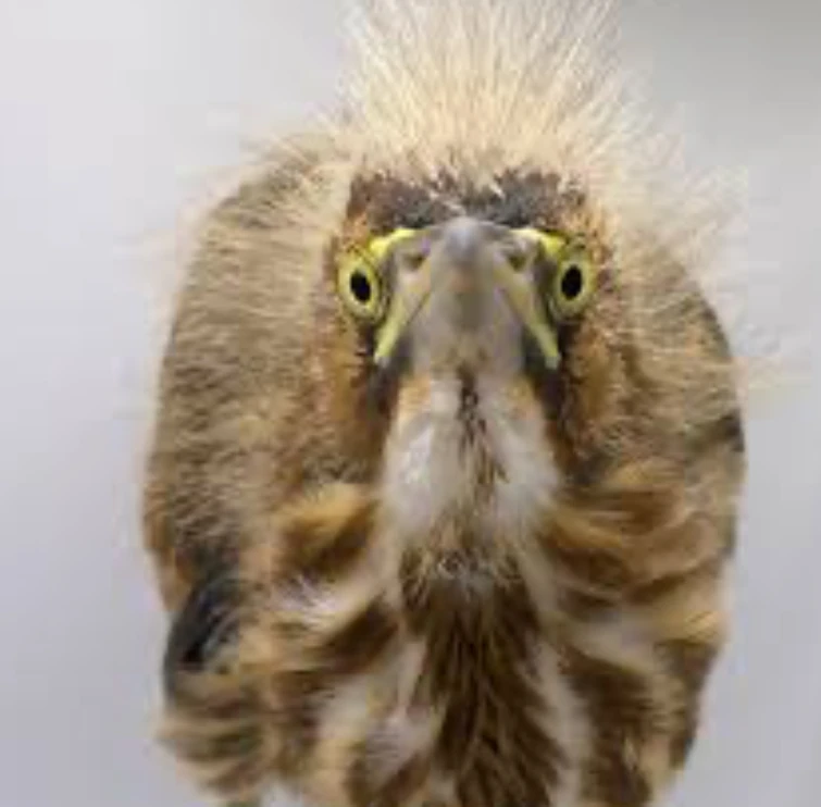 Discuss Everything About Creatures of Sonaria Wiki | Fandom