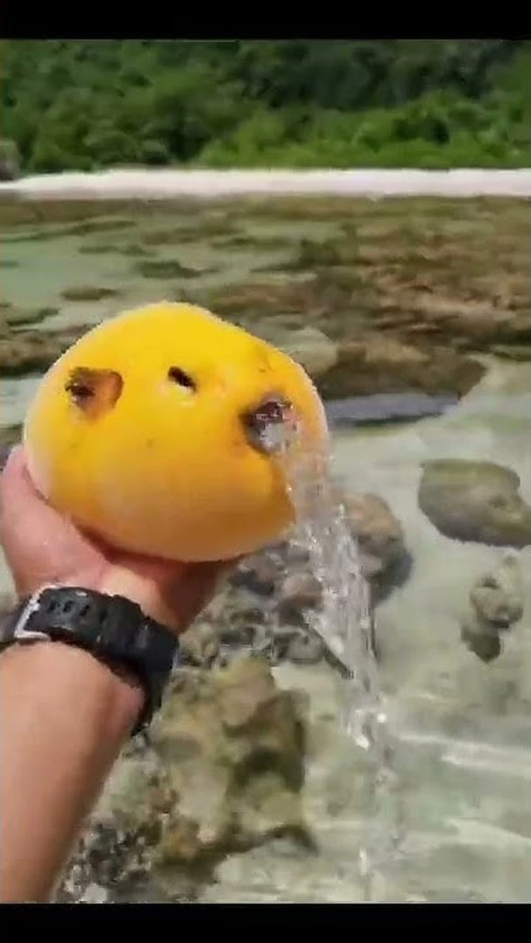 Anyone else here love pufferfish | Fandom