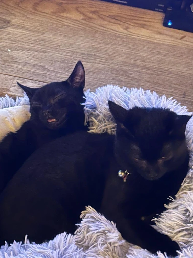 daily cat image #710 | Fandom