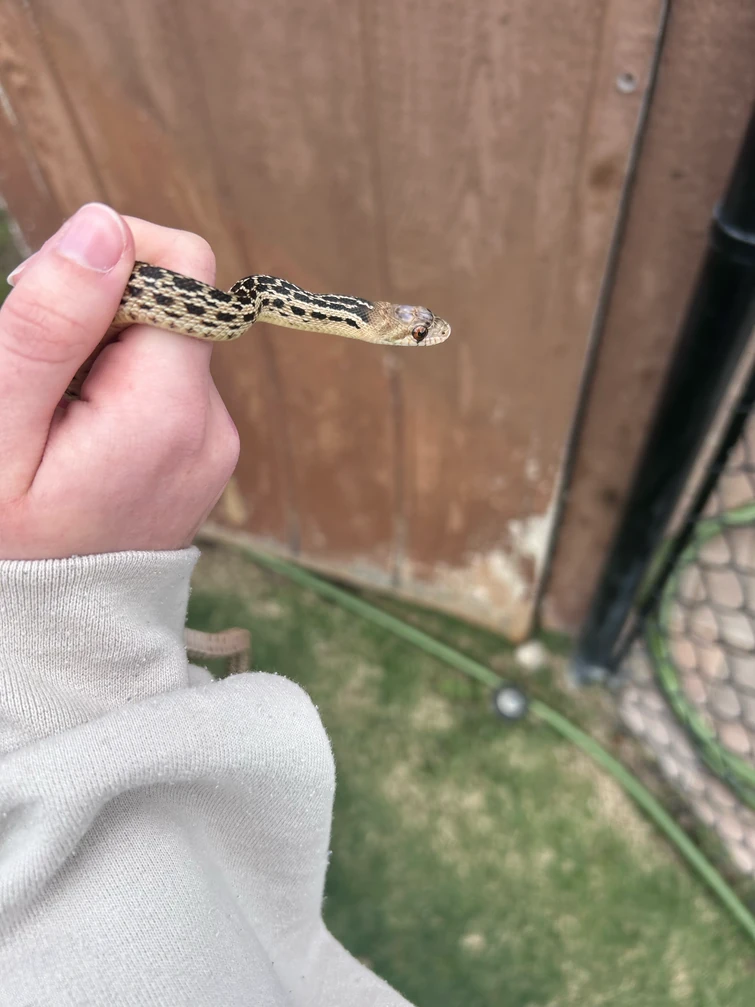 TW: snake!!! | Fandom