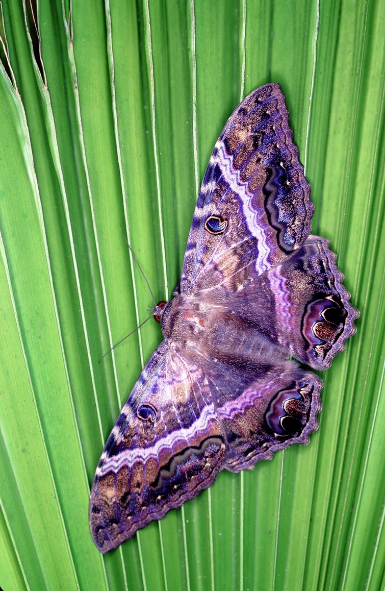 HAS ANYONE SEEN PURPLE MOTHS?1!?1!1 | Fandom