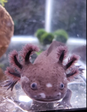 i love axothan so much | Fandom