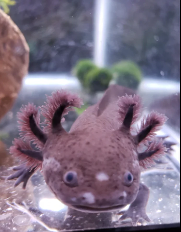 i love axothan so much | Fandom