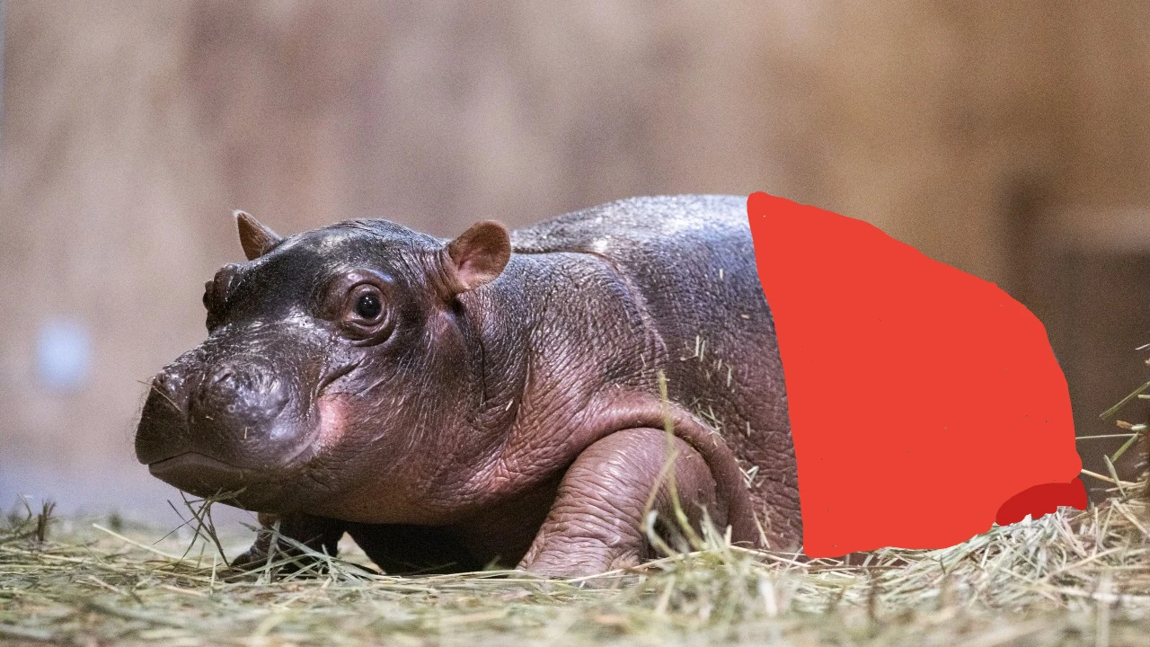 Real Life Roly | Fandom