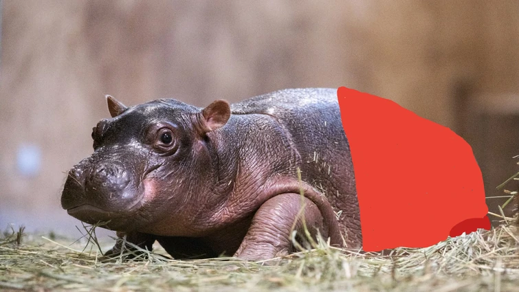 Real Life Roly | Fandom