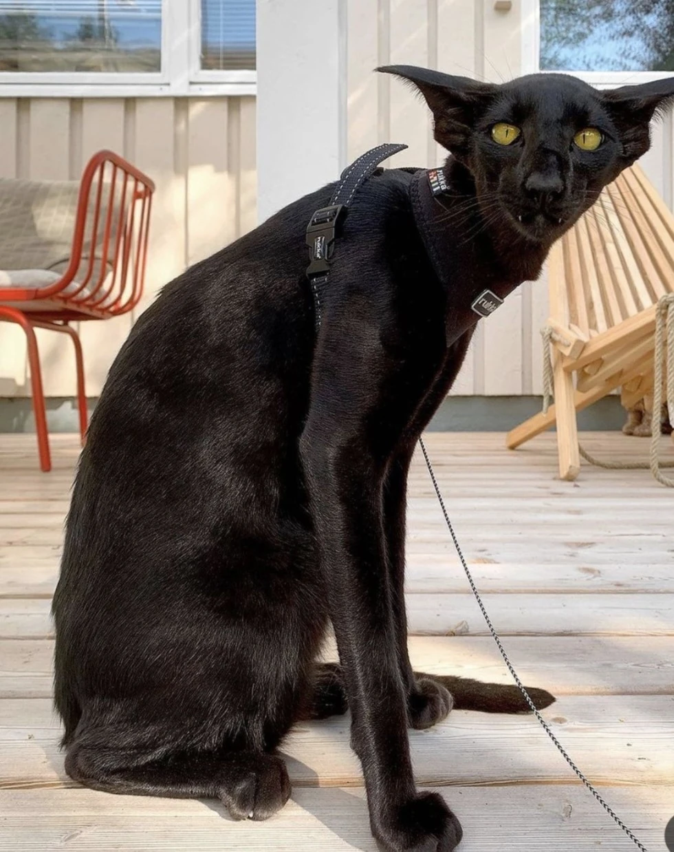 Imagine being a regular spirit and seeing Koh the face stealer | Fandom