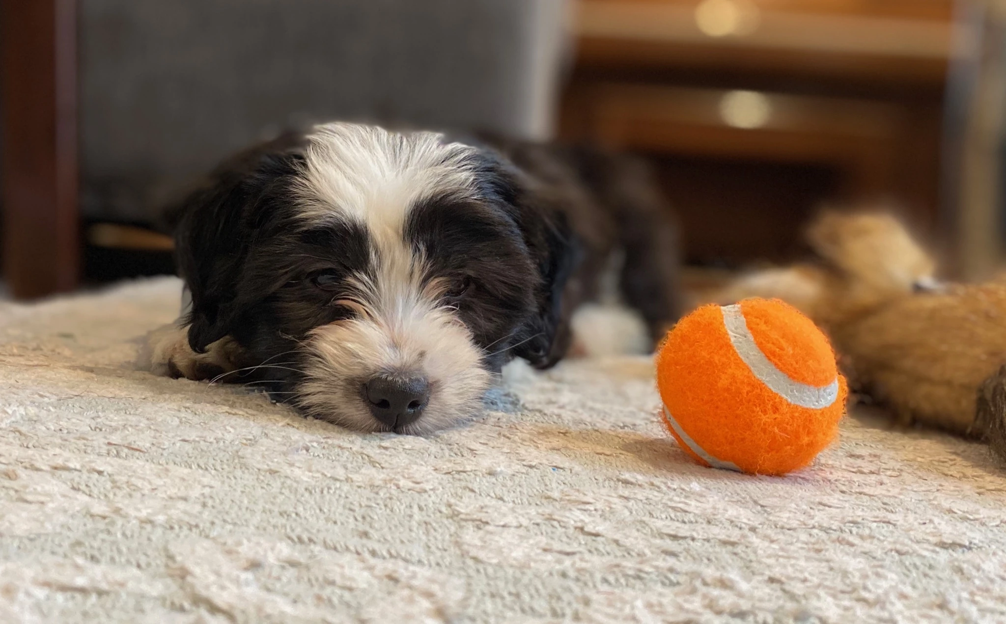 Show me your pet(s) and tell me about them | Fandom