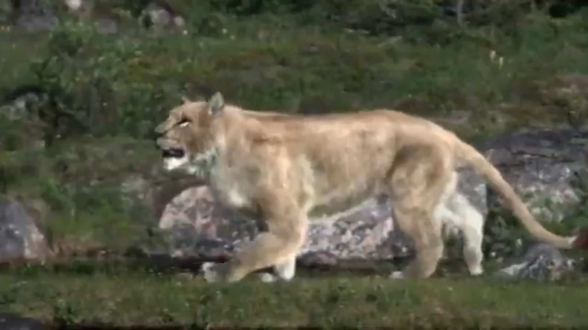 Prehistoric Kratts S1E1 Lions Of Euorpe | Fandom