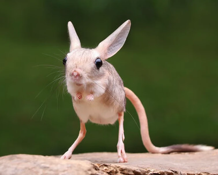JERBOA CREATURE | Fandom